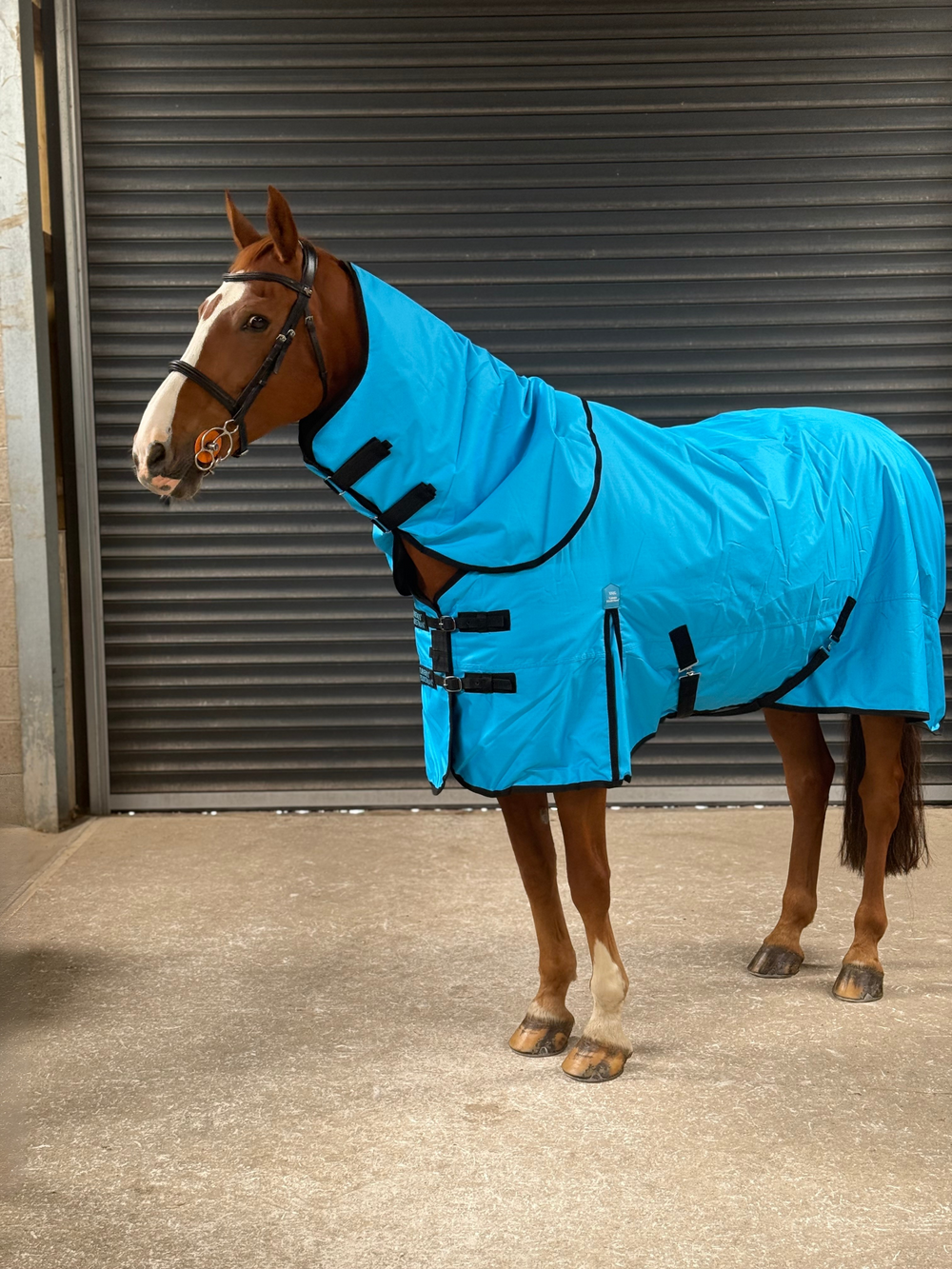 Horse Turnout Rugs | 100g Turnout Rug | Turner Equestrian